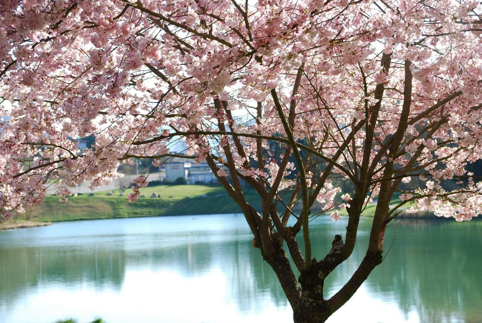 Station thermale des Alpes & séjours thermes | Allevard-Les-Bains