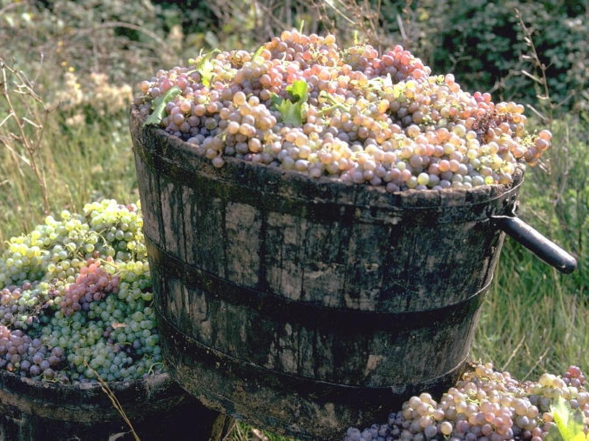 Les vins doux naturels | Agly Fenouillèdes Tourisme