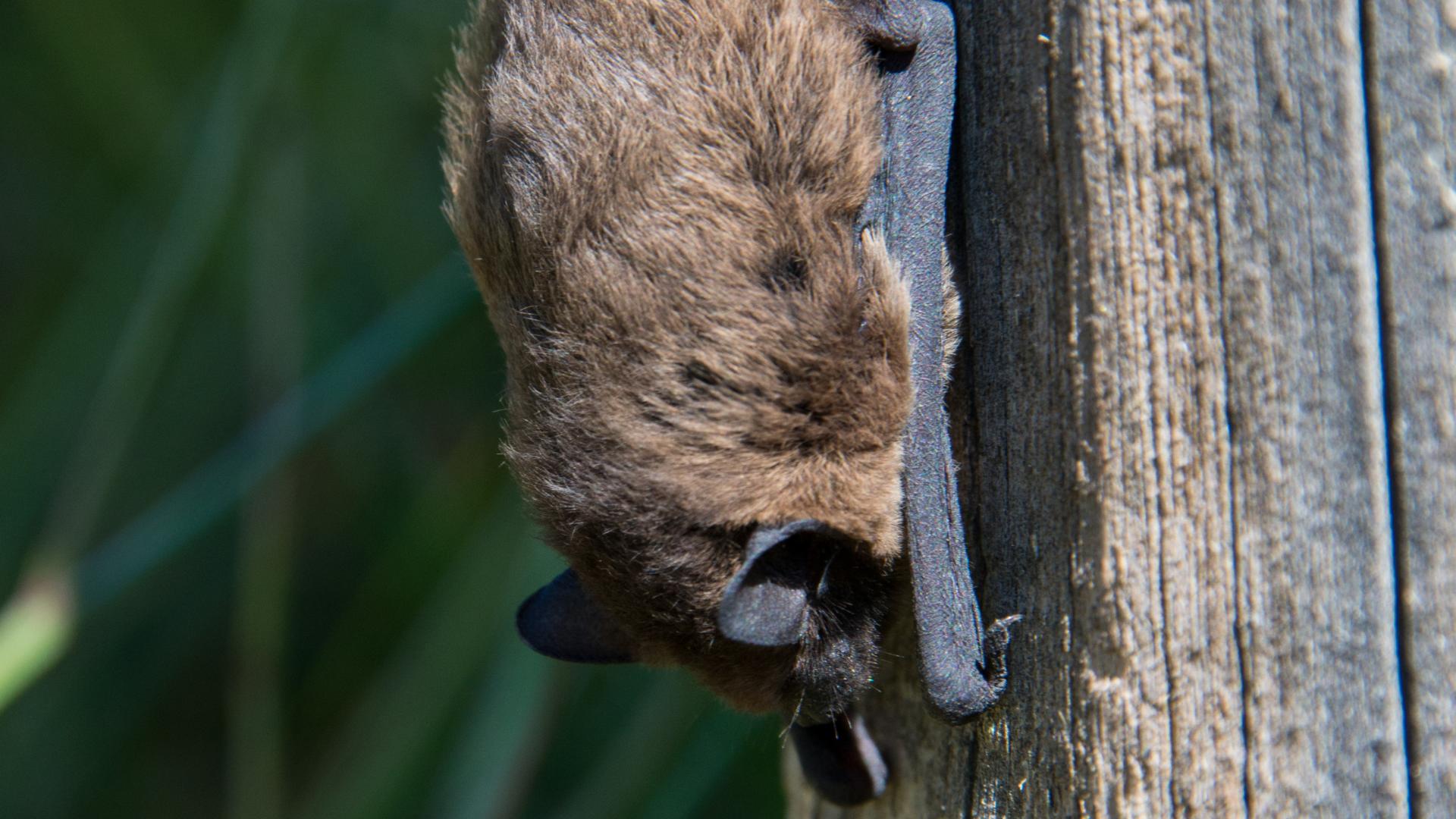 Rhinolophid bats | From Aubrac to the Gorges du Tarn