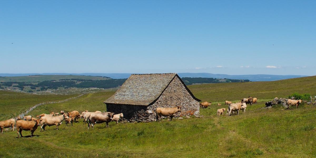 Burons | De l'Aubrac aux Gorges du Tarn