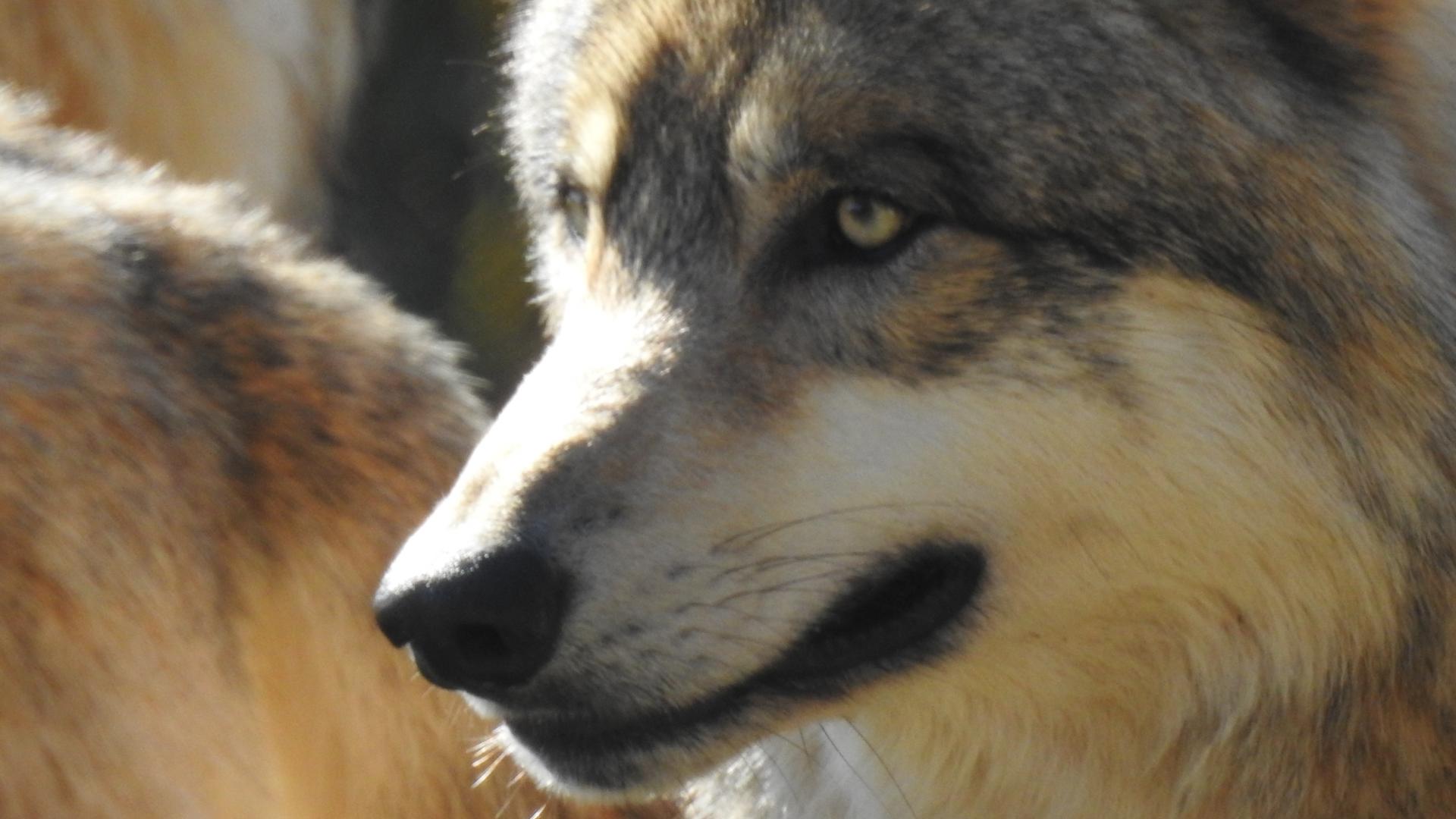 The wolf | From Aubrac to the Gorges du Tarn