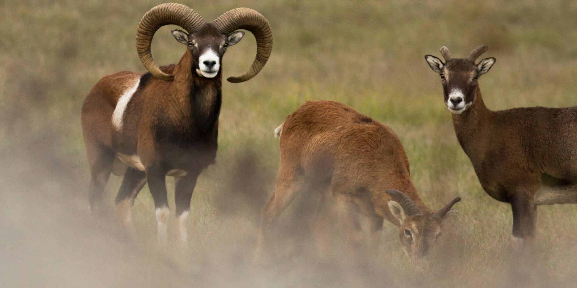 Mouflons | From Aubrac to the Gorges du Tarn