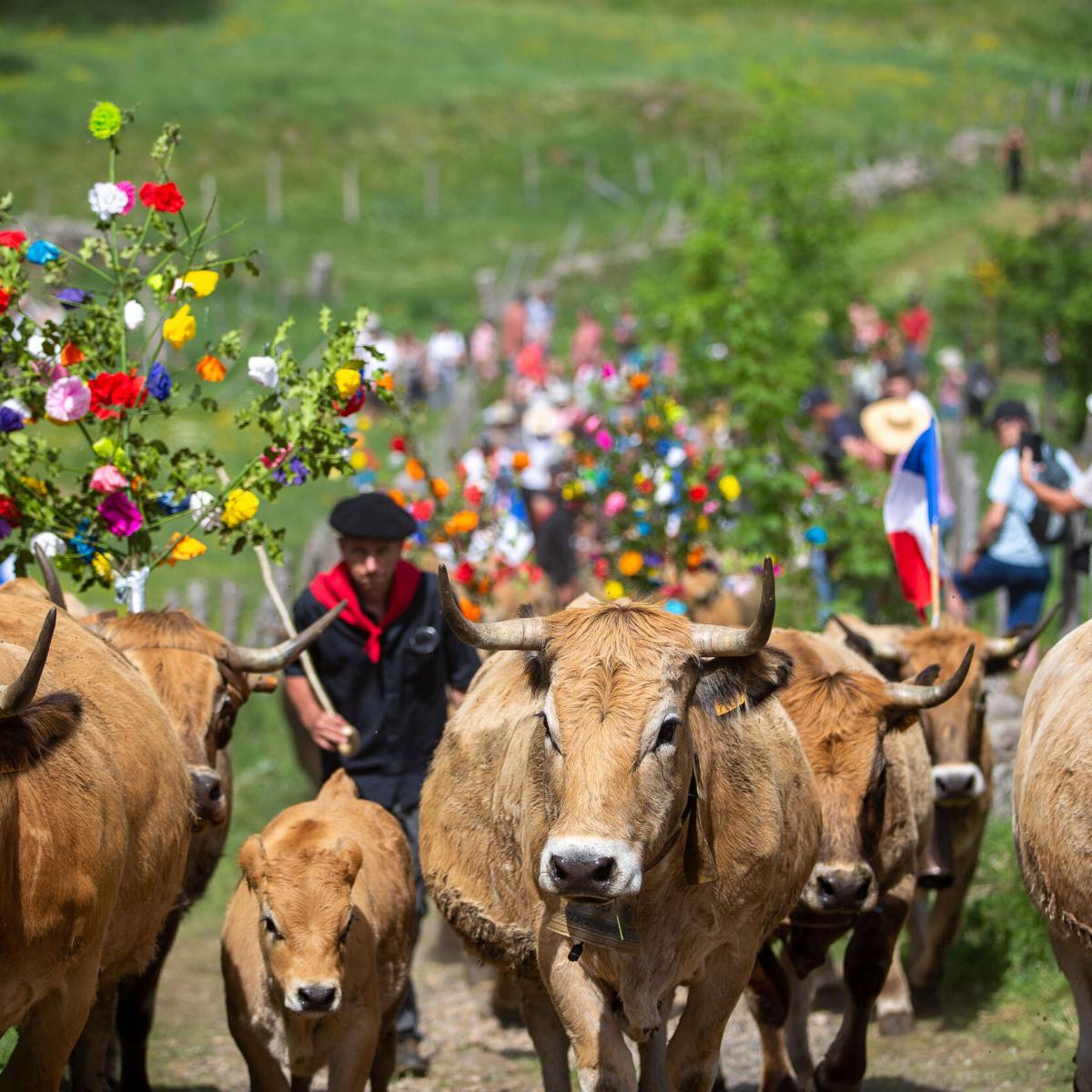 Transhumance | From Aubrac to the Gorges du Tarn
