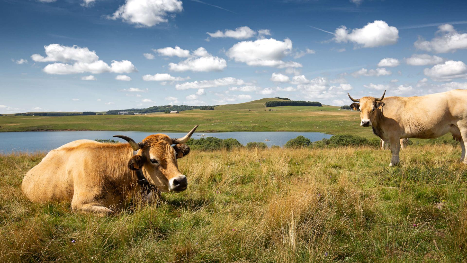 Aubrac | From Aubrac to the Gorges du Tarn
