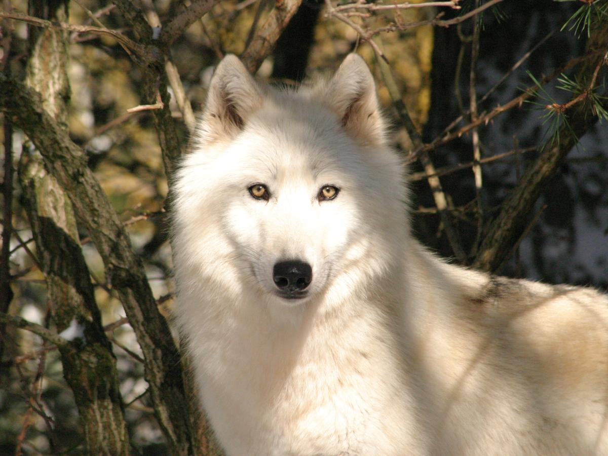 Le loup | De l'Aubrac aux Gorges du Tarn
