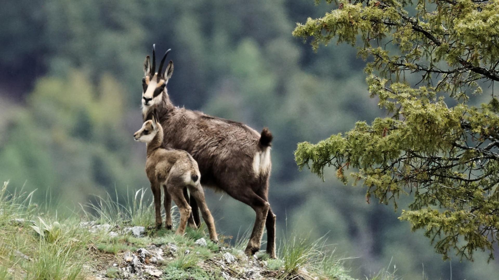 Chamois | From Aubrac to the Gorges du Tarn
