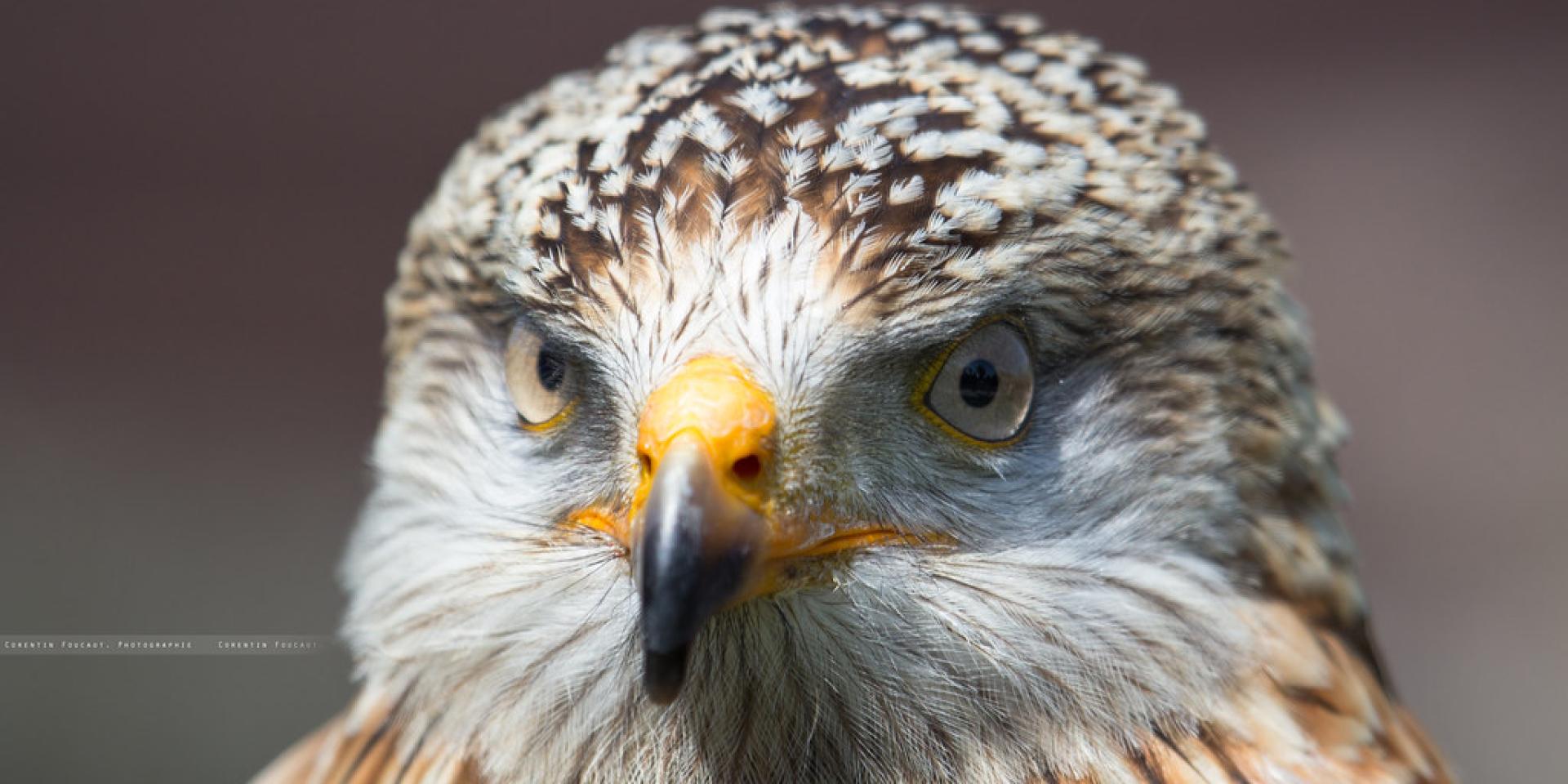 Other birds | From Aubrac to the Gorges du Tarn
