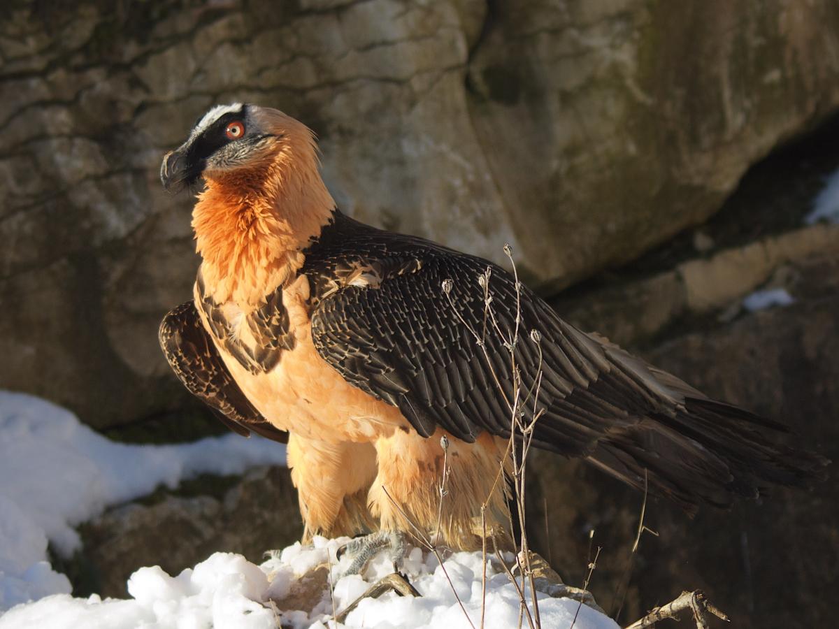 Le Gypaète barbu | De l'Aubrac aux Gorges du Tarn