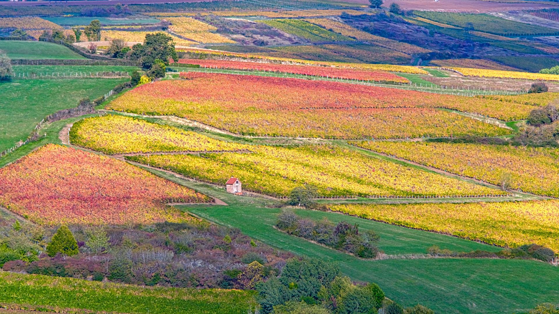 La route des vins et le Couchois | Office de tourisme d'Autun et du ...