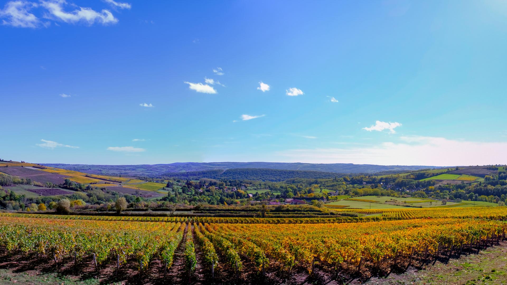 The wine raod and the Couchois | Office de tourisme d'Autun et du Grand ...