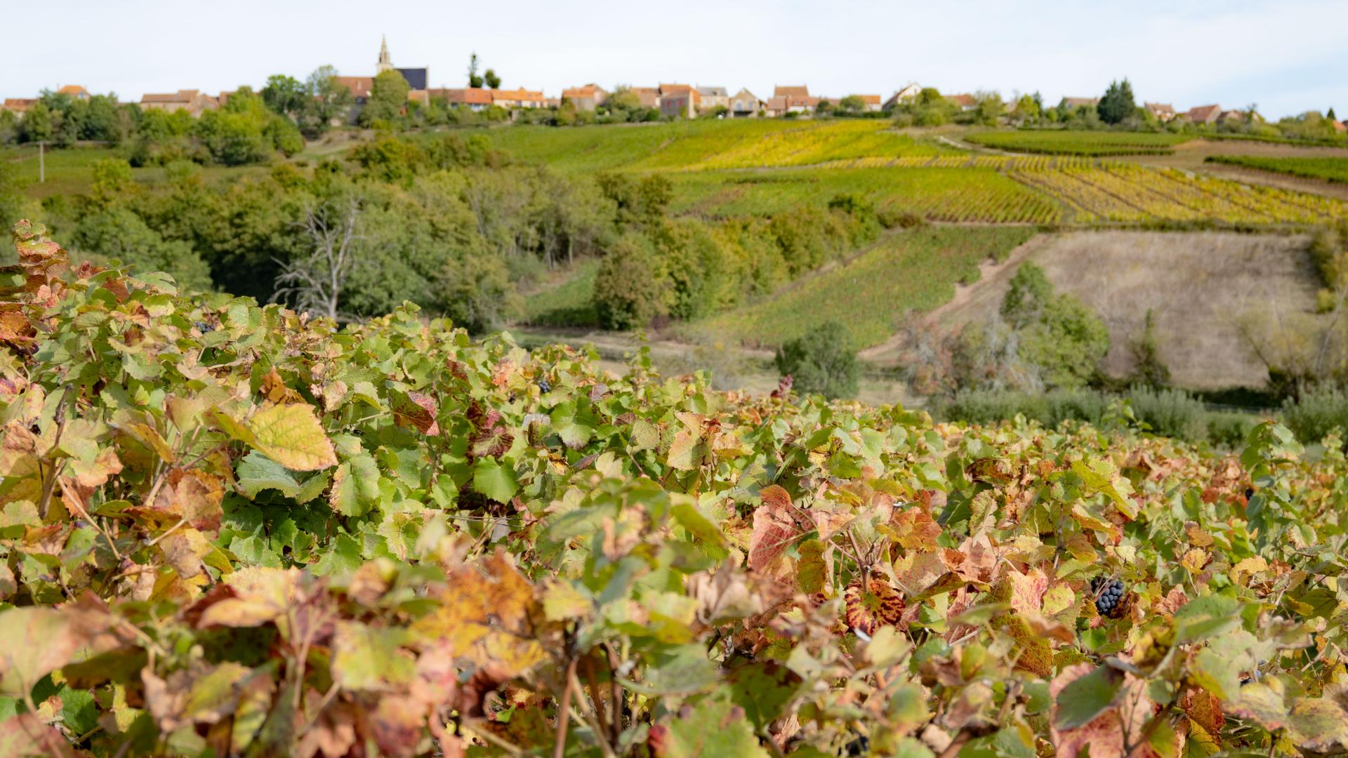 La route des vins et le Couchois | Office de tourisme d'Autun et du ...