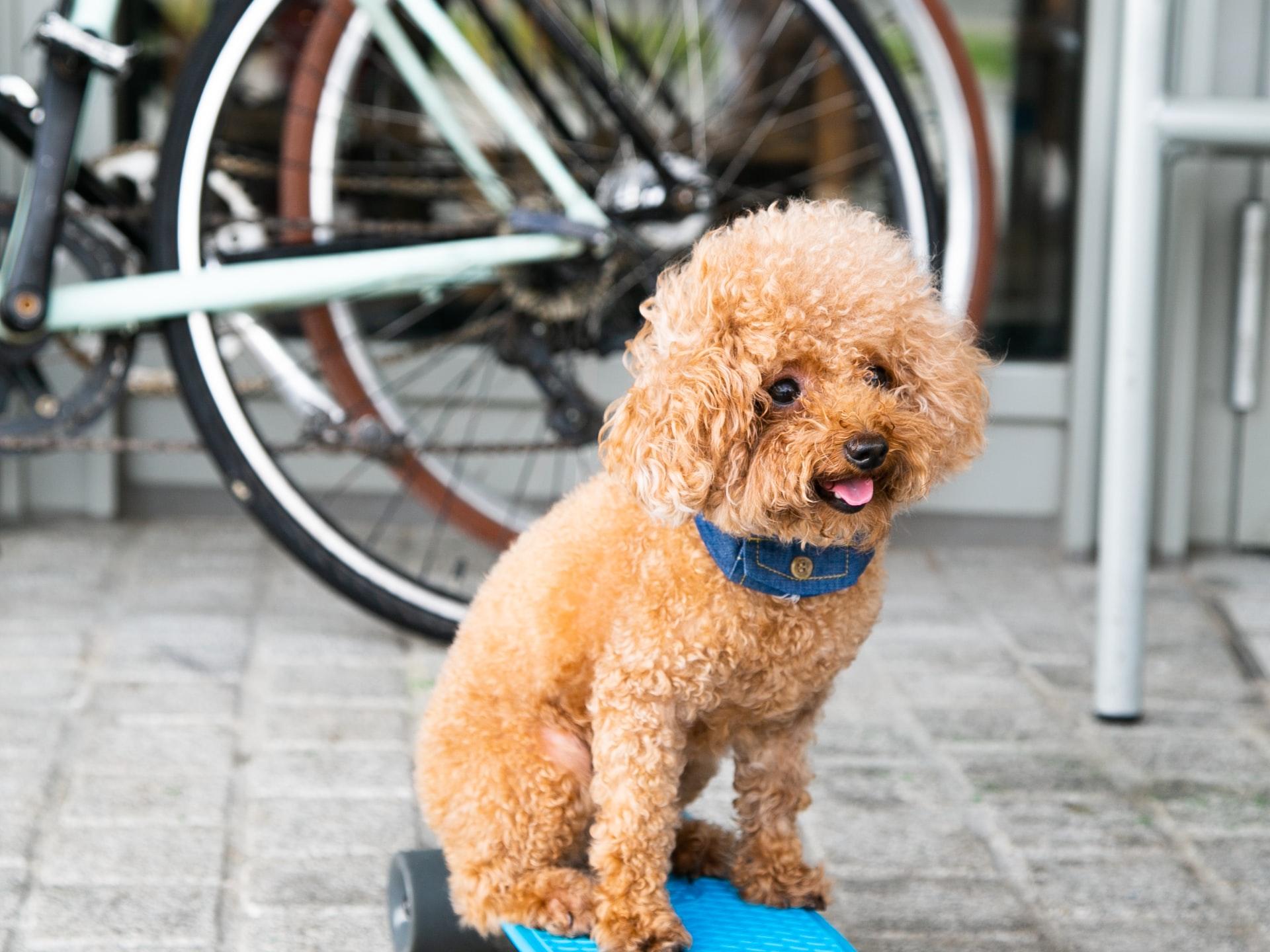 Voyager avec son chien | Office de tourisme d'Auxerre et de l'Auxerrois