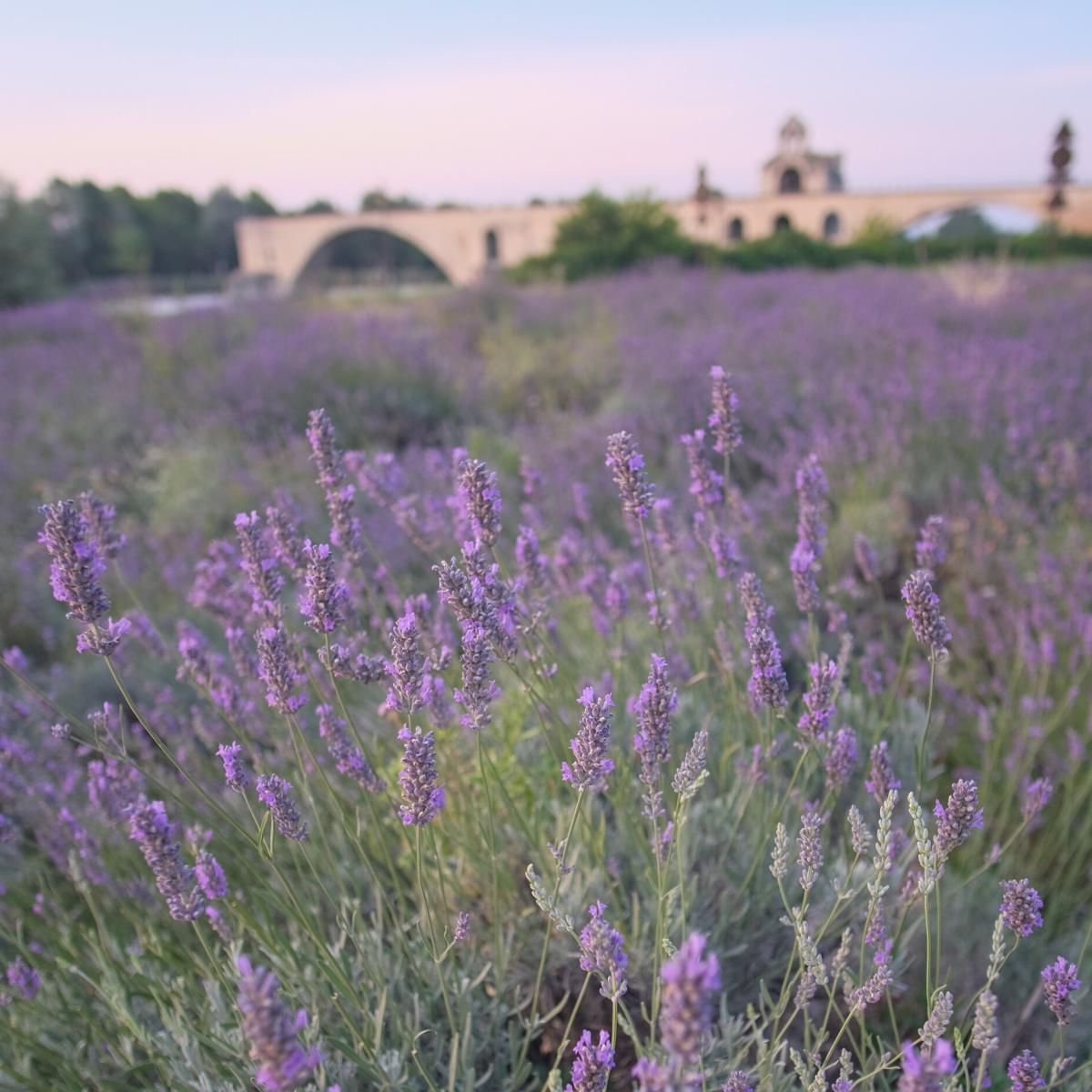 Die unumgänglichen Sehenswürdigkeiten von’Avignon | Avignon Tourisme