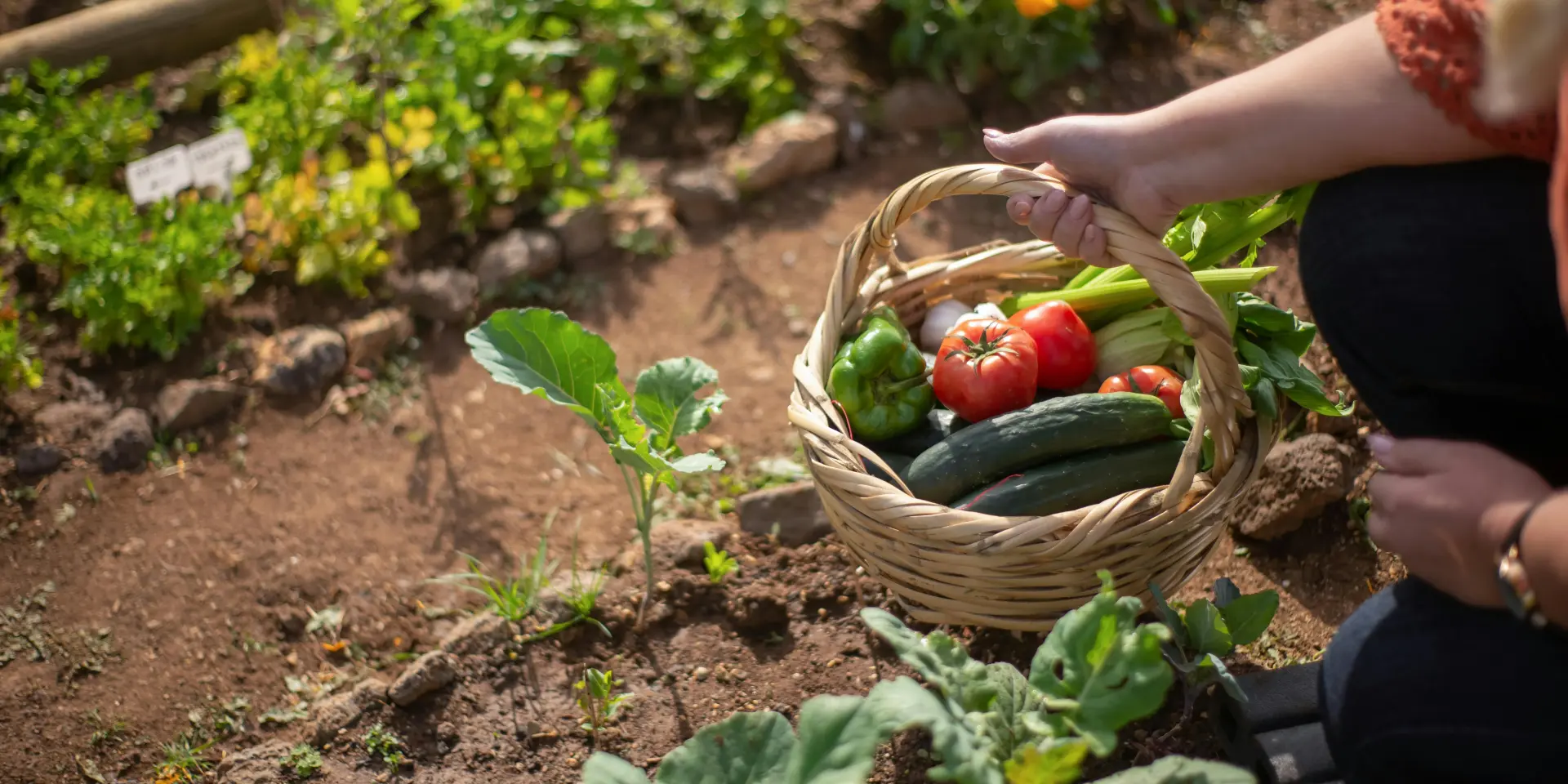 Jardin collectifs : consultation citoyenne | Banyuls-sur-Mer