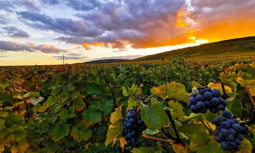 Prefere Pinot Noir ou Chardonnay? | Beaune e a região de Beaune Turismo ...