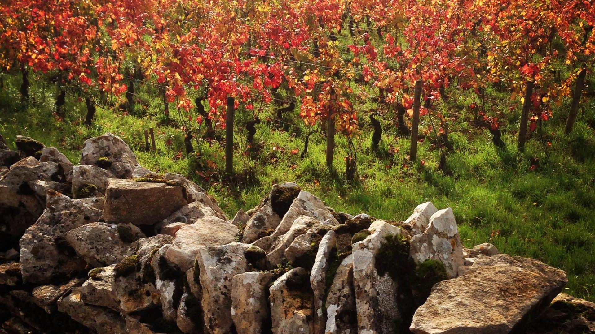 Appellation Corton | Toerisme in Beaune en de regio Beaune – Bourgondië