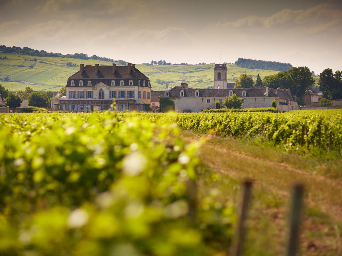 3 wine courses in and around Beaune | Beaune and the Beaune region ...