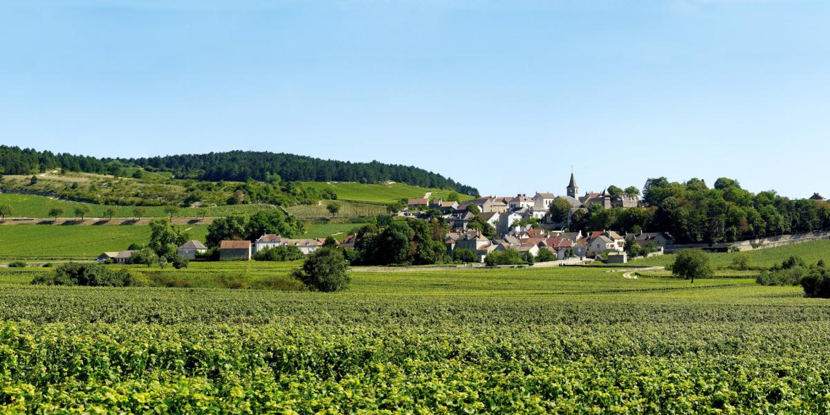 Savigny-lès-Beaune | Beaune e a região de Beaune Turismo – Borgonha