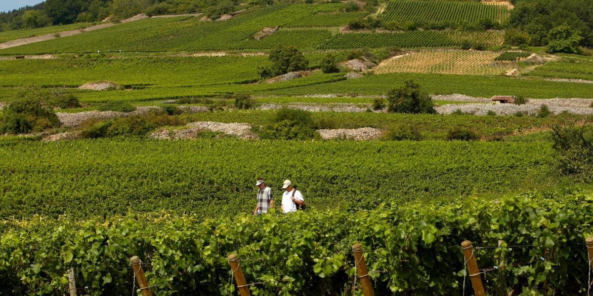 Der Weg der Grands Crus | Beaune und das Pays Beaunois Tourismus – Burgund