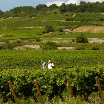 Beaune and the Beaune region Tourism – Burgundy
