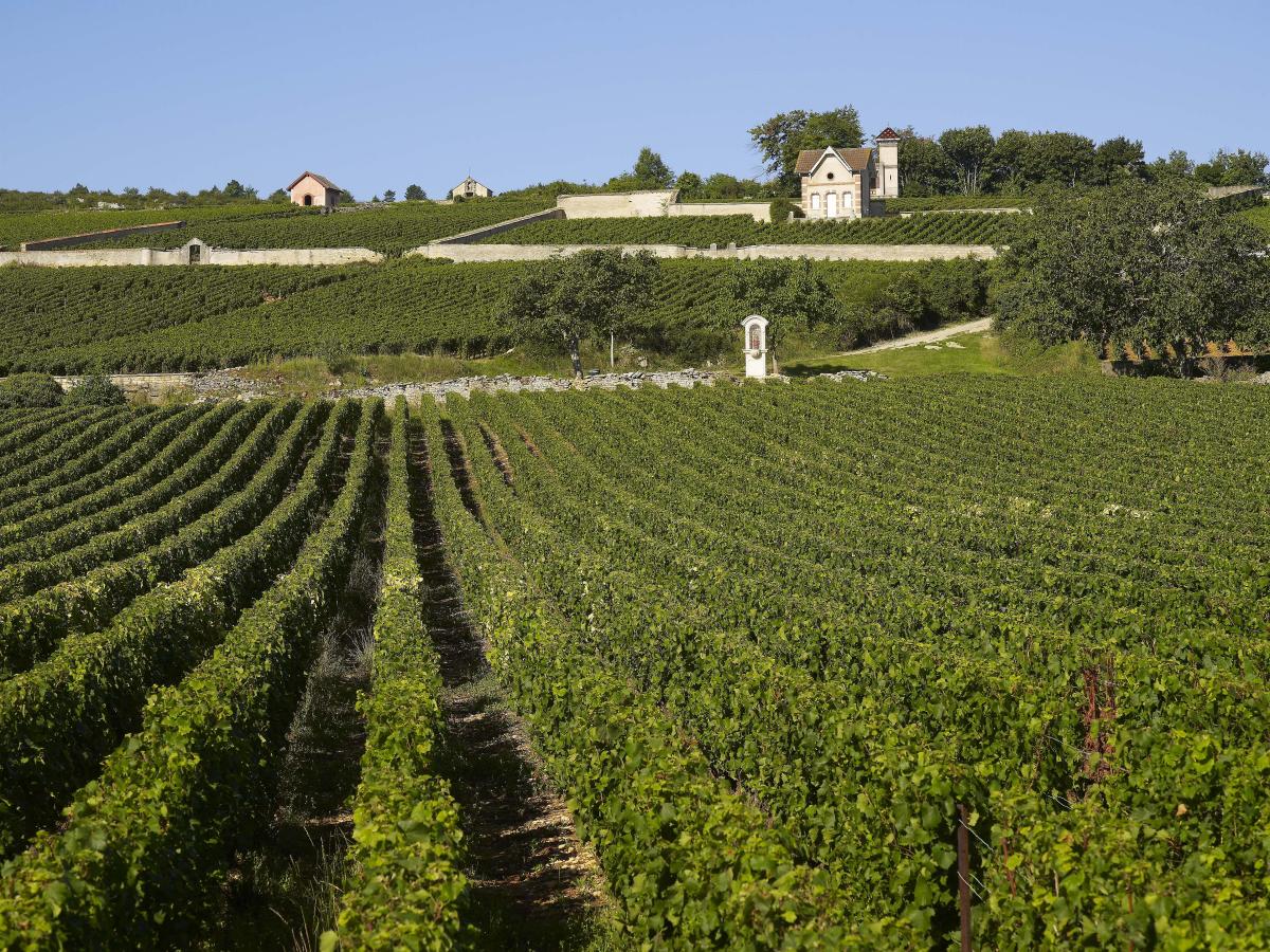 Cycling the Voie des Vignes | Beaune and the Beaune region Tourism ...