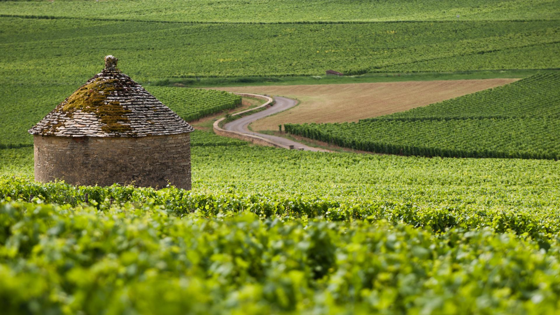 SAVIGNY-LES-BEAUNE | Beaune and the Beaune region Tourism – Burgundy