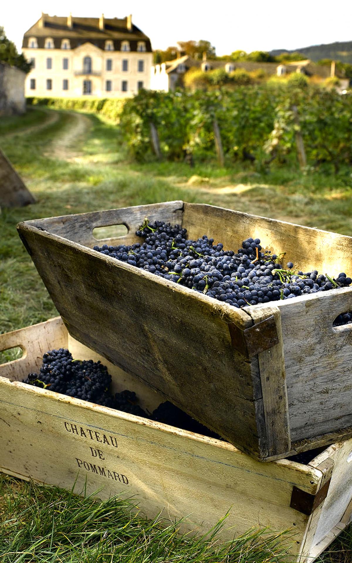 Prestige wines | Beaune and the Beaune region Tourism – Burgundy