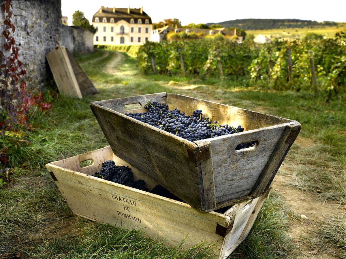 Die Weinlese in Burgund | Beaune und das Pays Beaunois Tourismus – Burgund