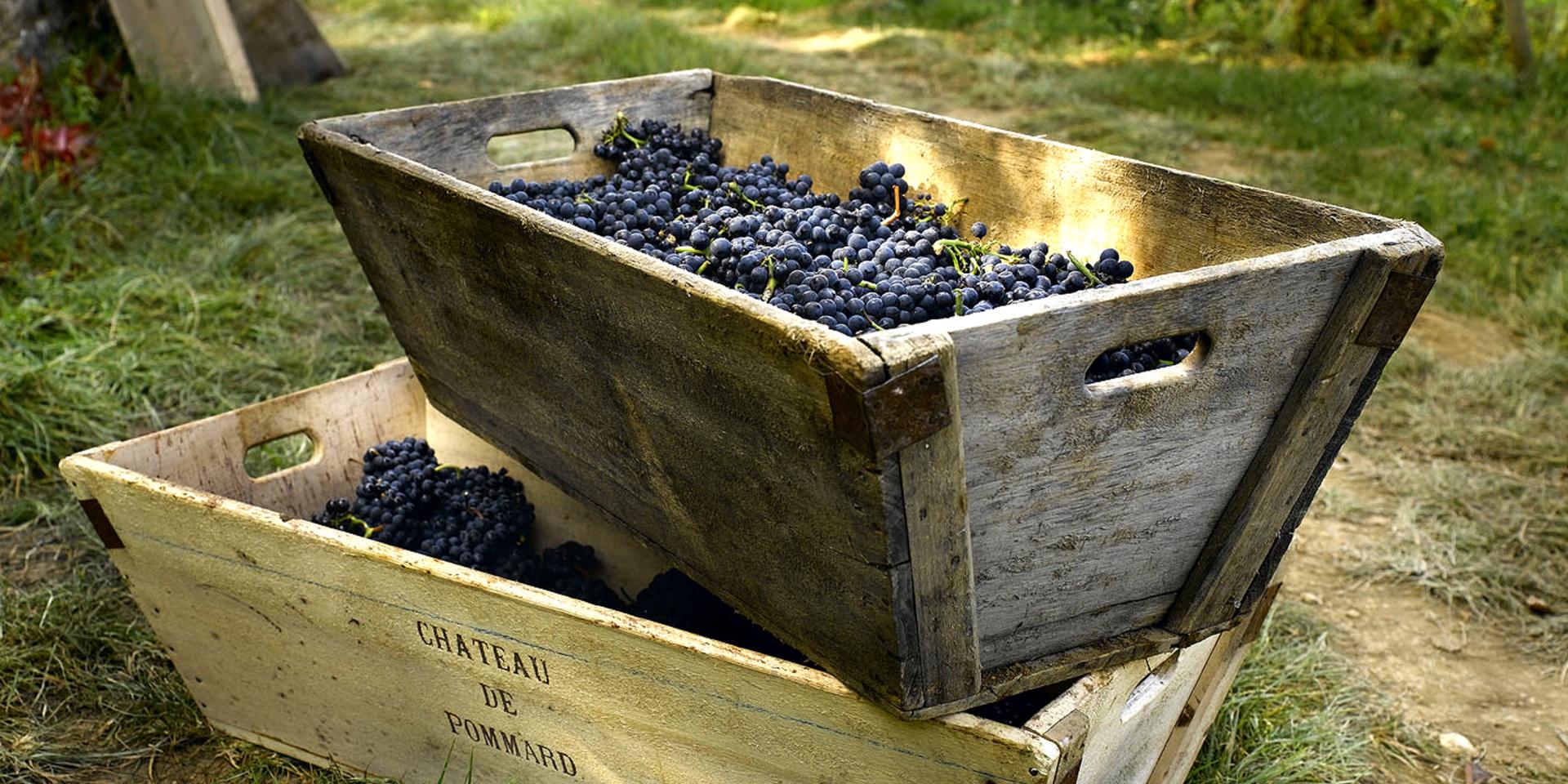 Pommard | Beaune and the Beaune region Tourism – Burgundy