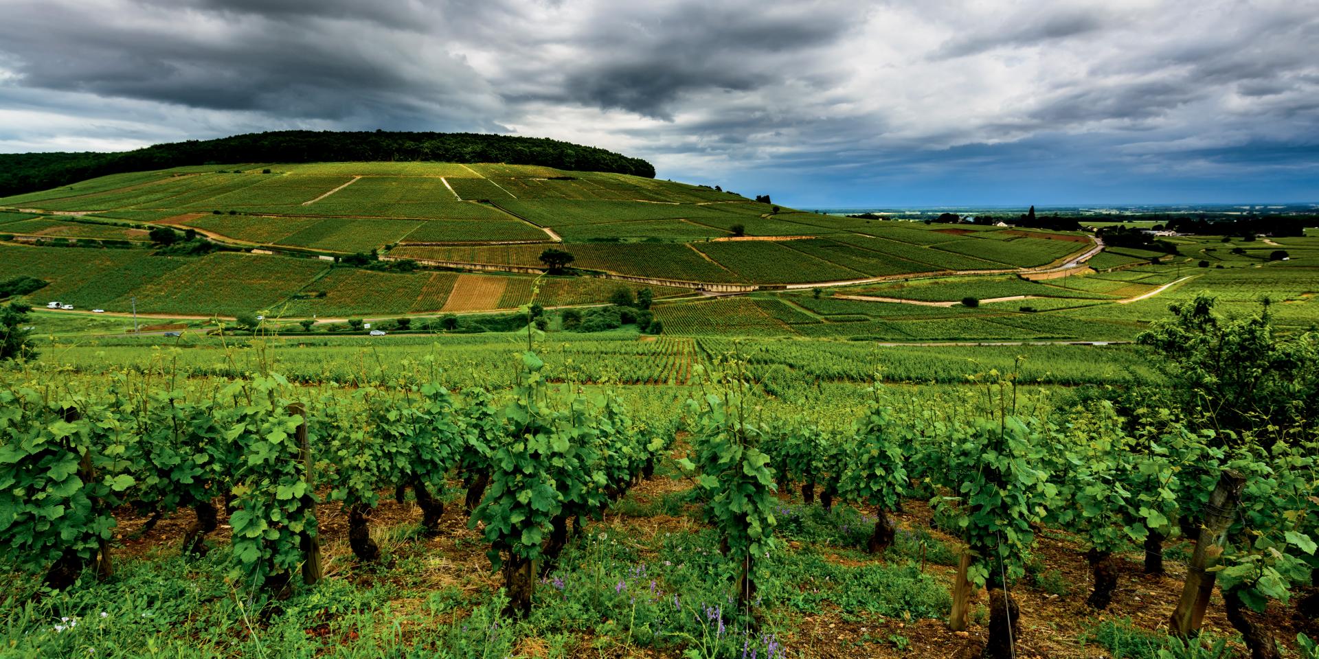 A trip along the Route des Grands Crus | Beaune and the Beaune region ...
