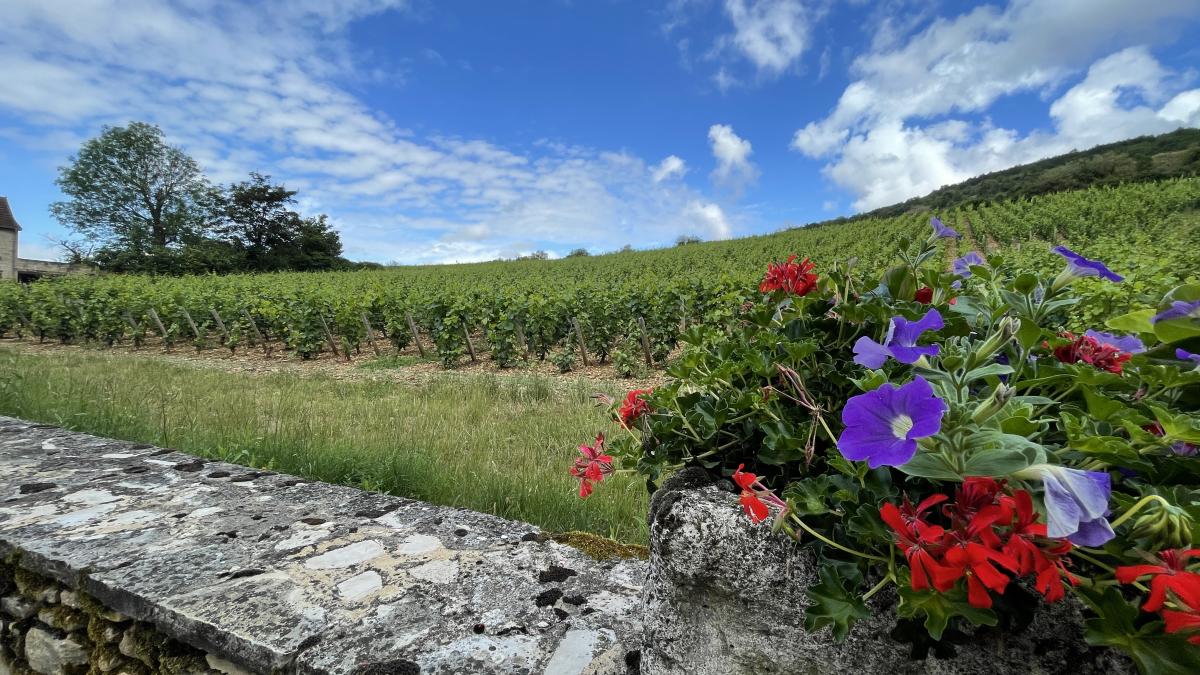 Santenay | Beaune et le Pays Beaunois Tourisme – Bourgogne