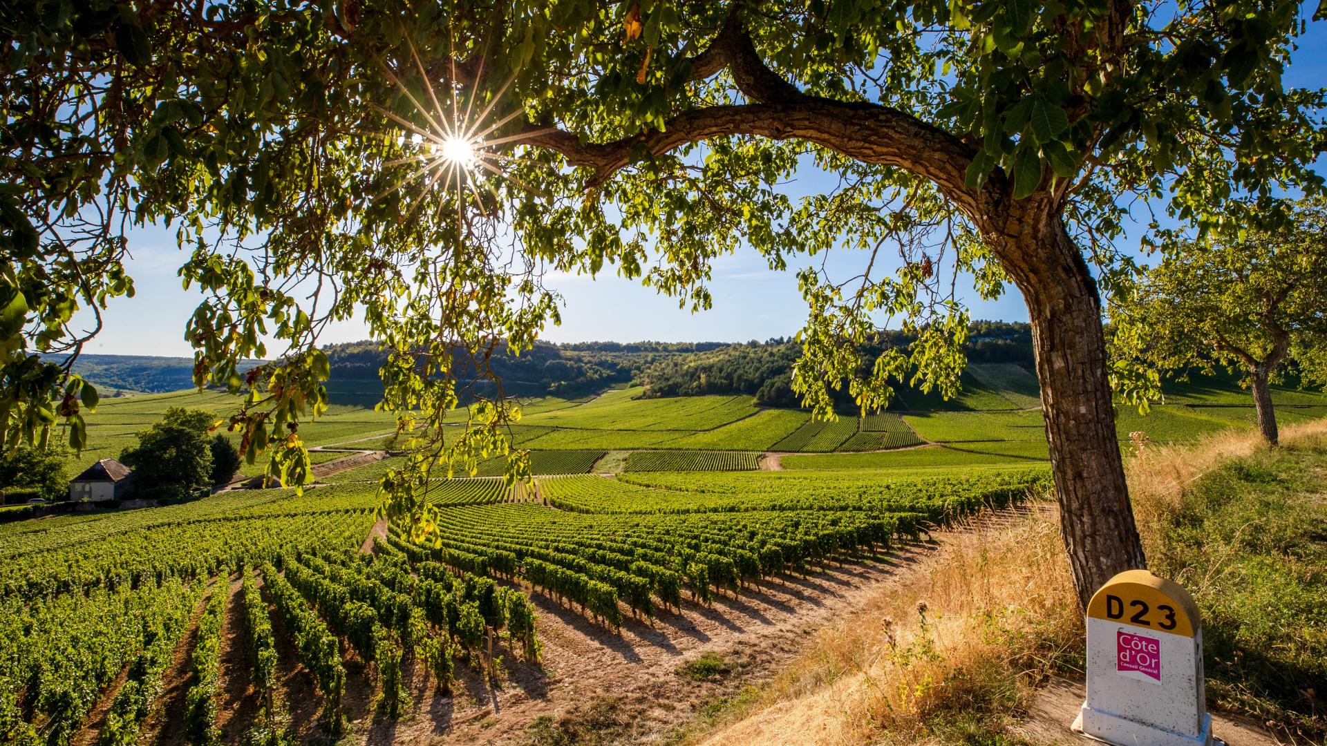 Plan your trip | Beaune and the Beaune region Tourism – Burgundy