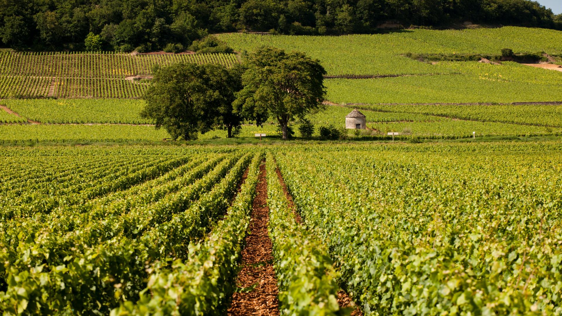 The Voie des Vignes | Beaune and the Beaune region Tourism – Burgundy