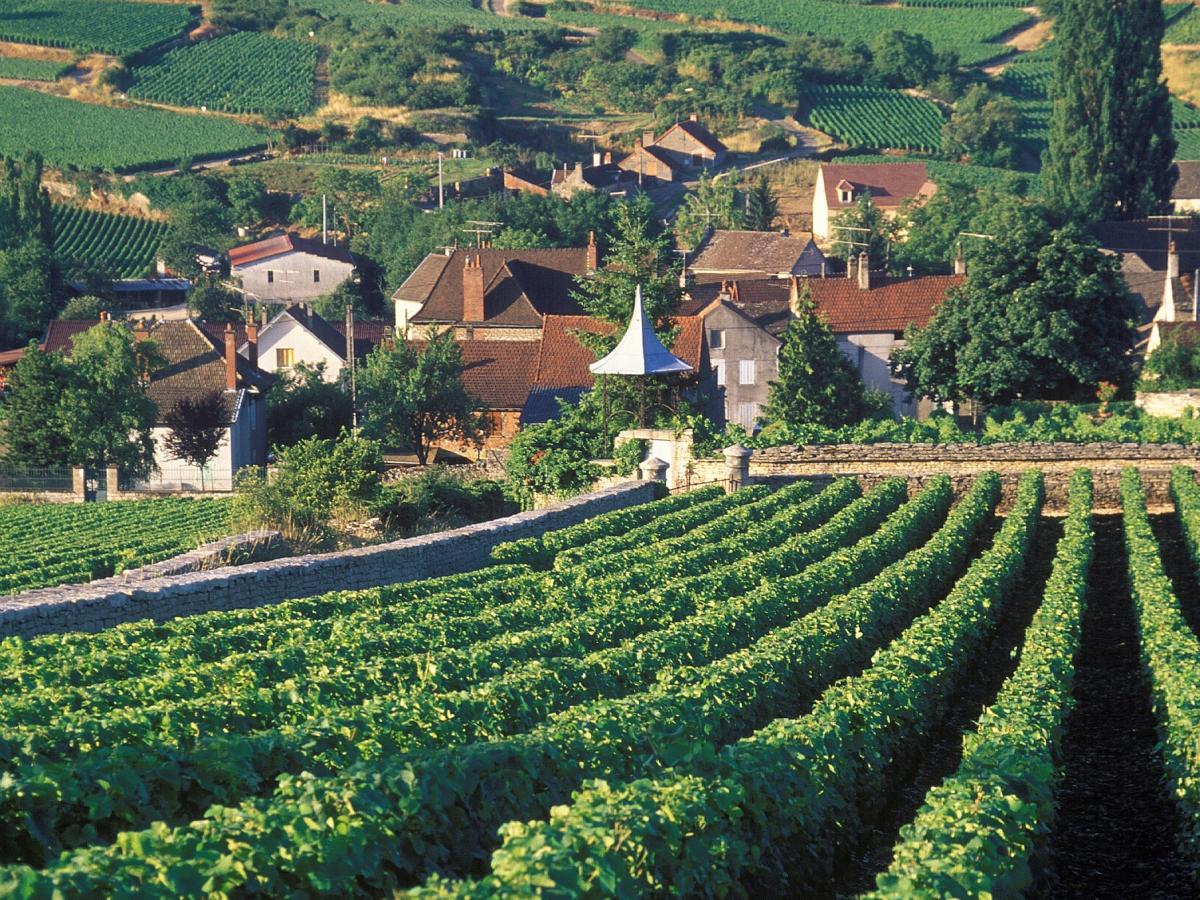 Vignobles & Découvertes | Beaune and the Beaune region Tourism – Burgundy