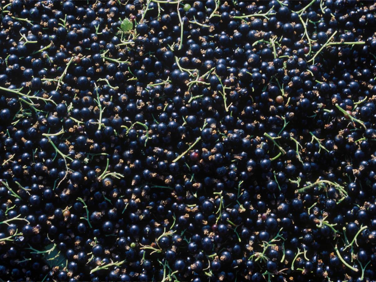 Groselha preta | Beaune e a região de Beaune Turismo – Borgonha