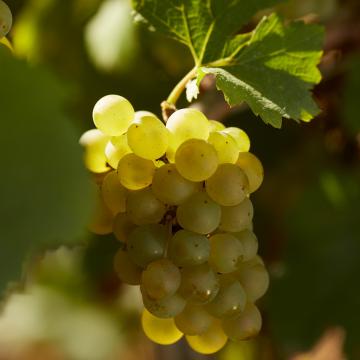 10 must-see wineries | Beaune and the Beaune region Tourism – Burgundy