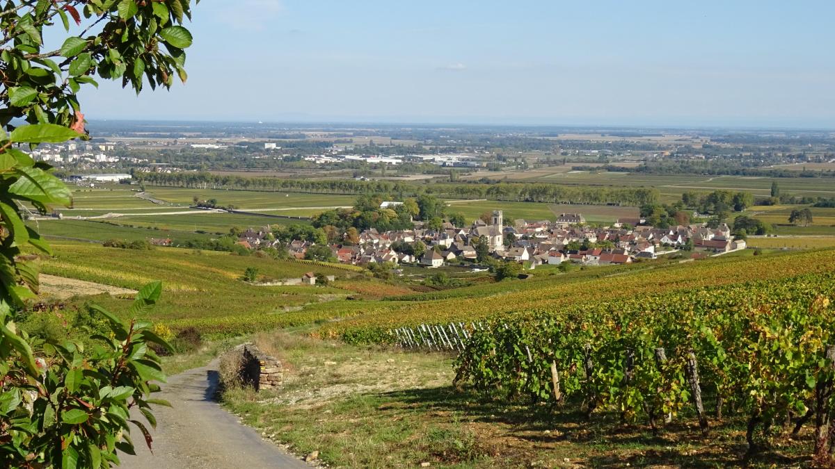 Pommard | Beaune and the Beaune region Tourism – Burgundy