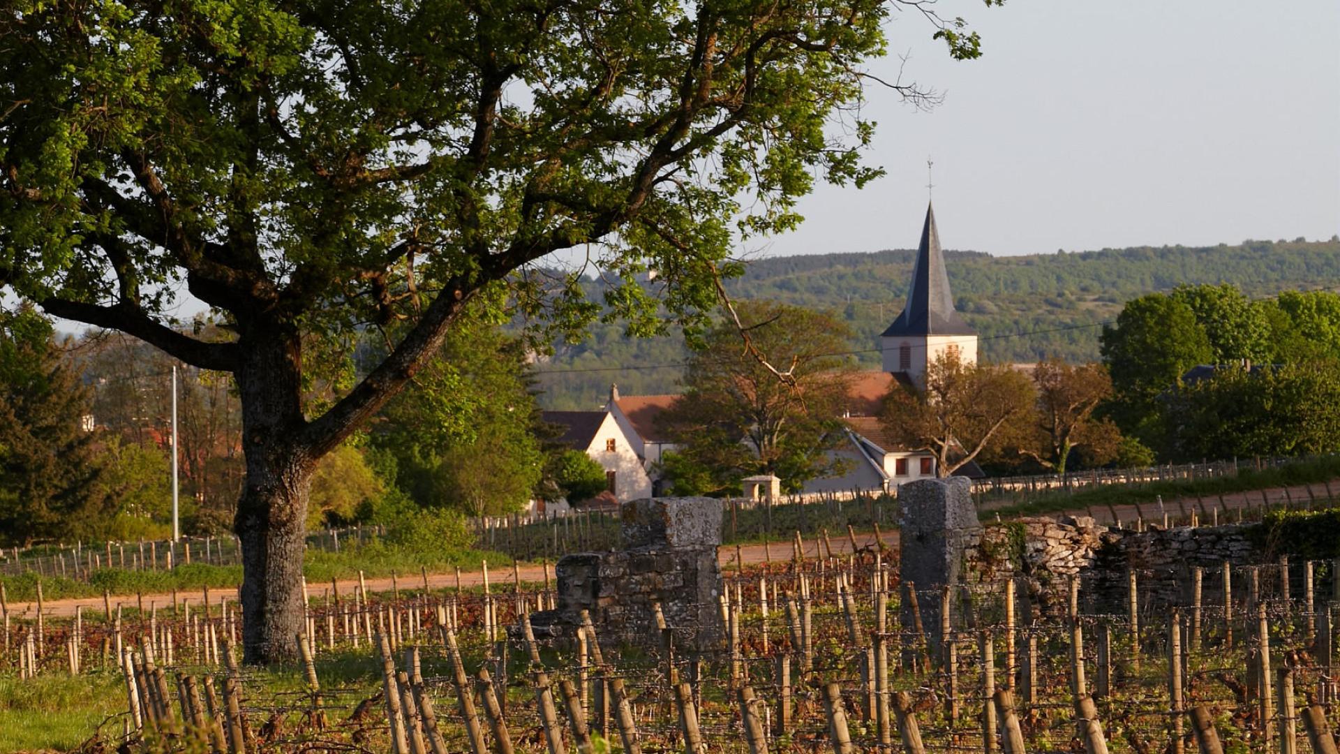 CHASSAGNE-MONTRACHET | Beaune and the Beaune region Tourism – Burgundy