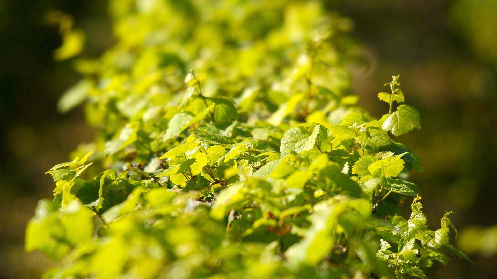 CHASSAGNE-MONTRACHET | Beaune and the Beaune region Tourism – Burgundy