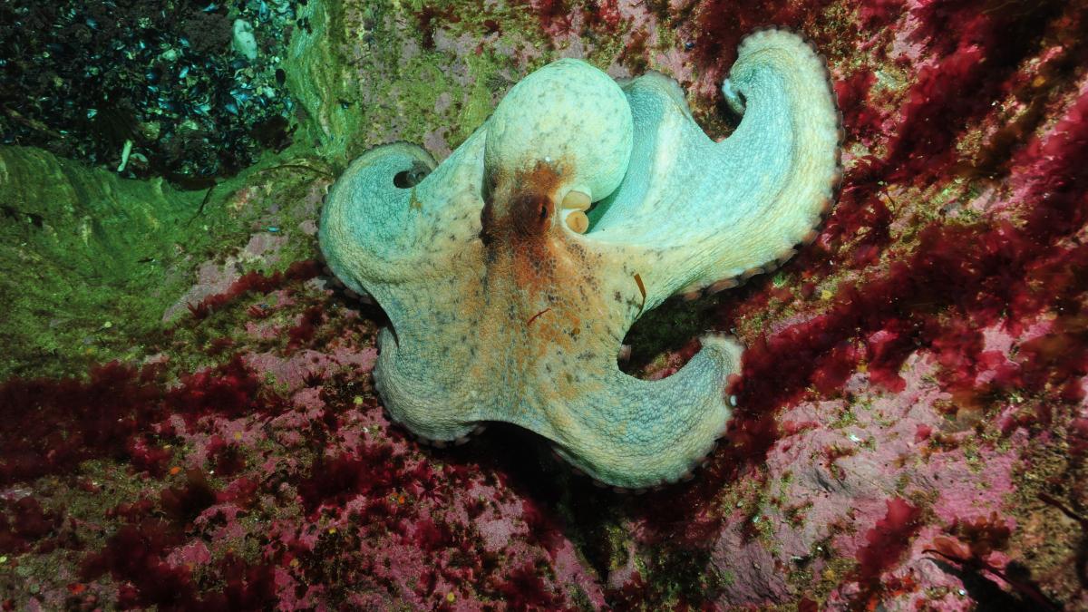 Faune et flore remarquables | Office de Tourisme de Belle-Ile-en-Mer ...