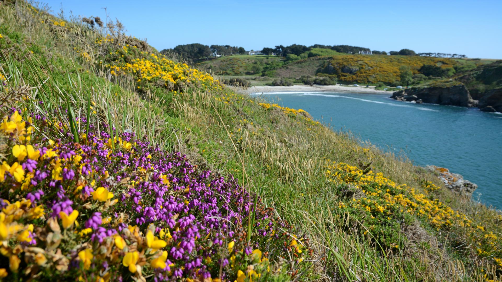 Faune et flore remarquables | Office de Tourisme de Belle-Ile-en-Mer ...