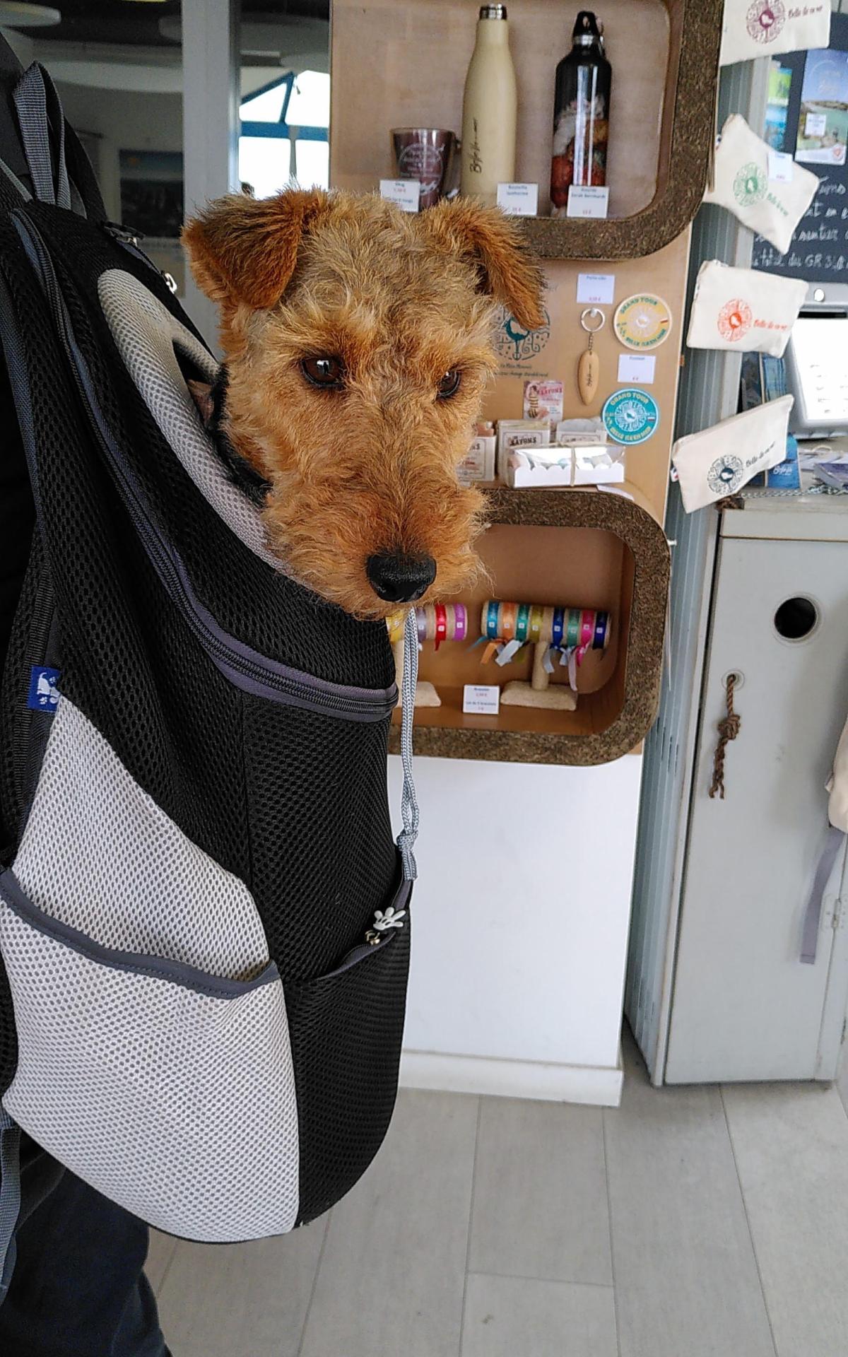 Une île qui a du chien ! | Office de Tourisme de Belle-Ile-en-Mer ...