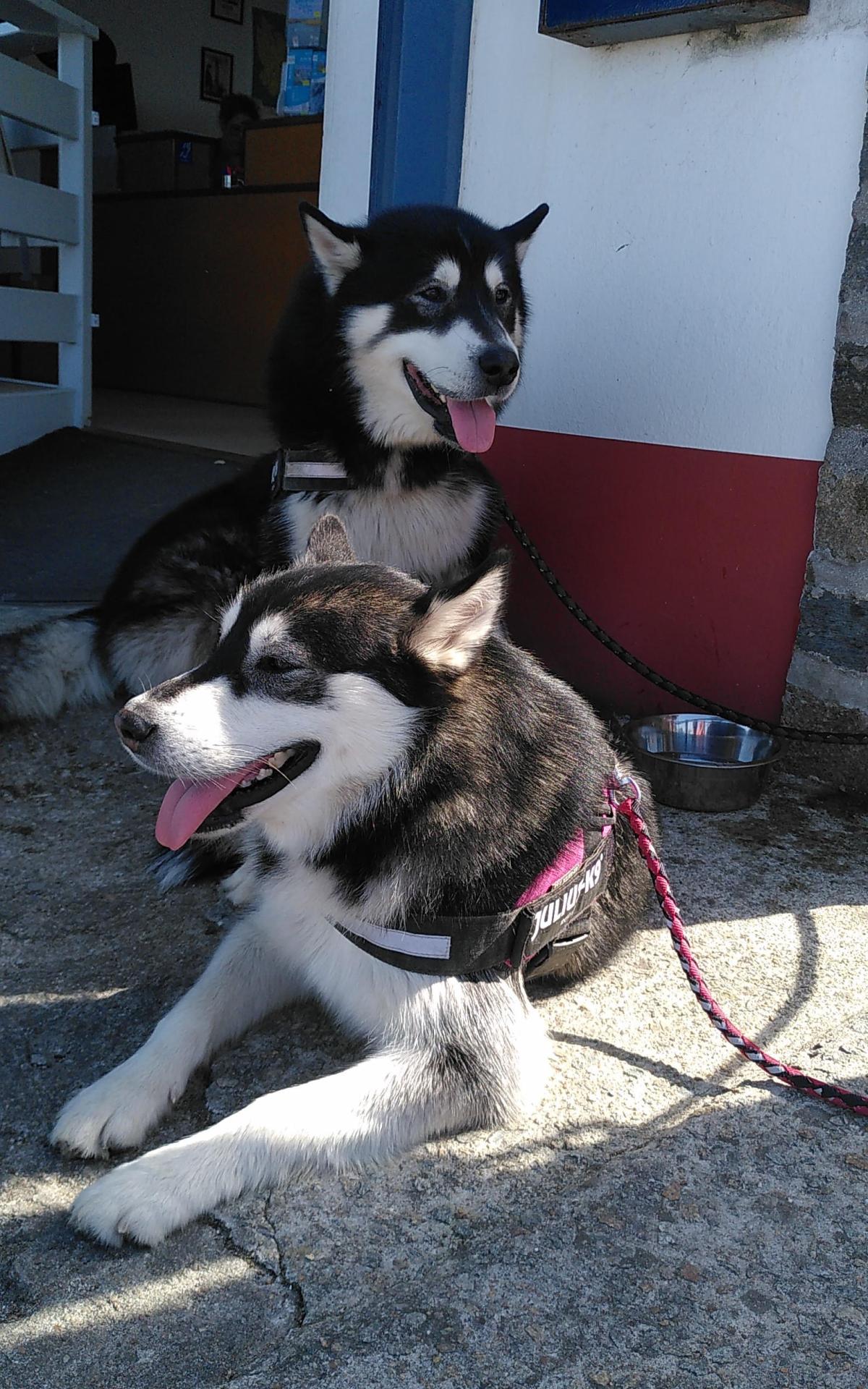 Une île qui a du chien ! | Office de Tourisme de Belle-Ile-en-Mer ...