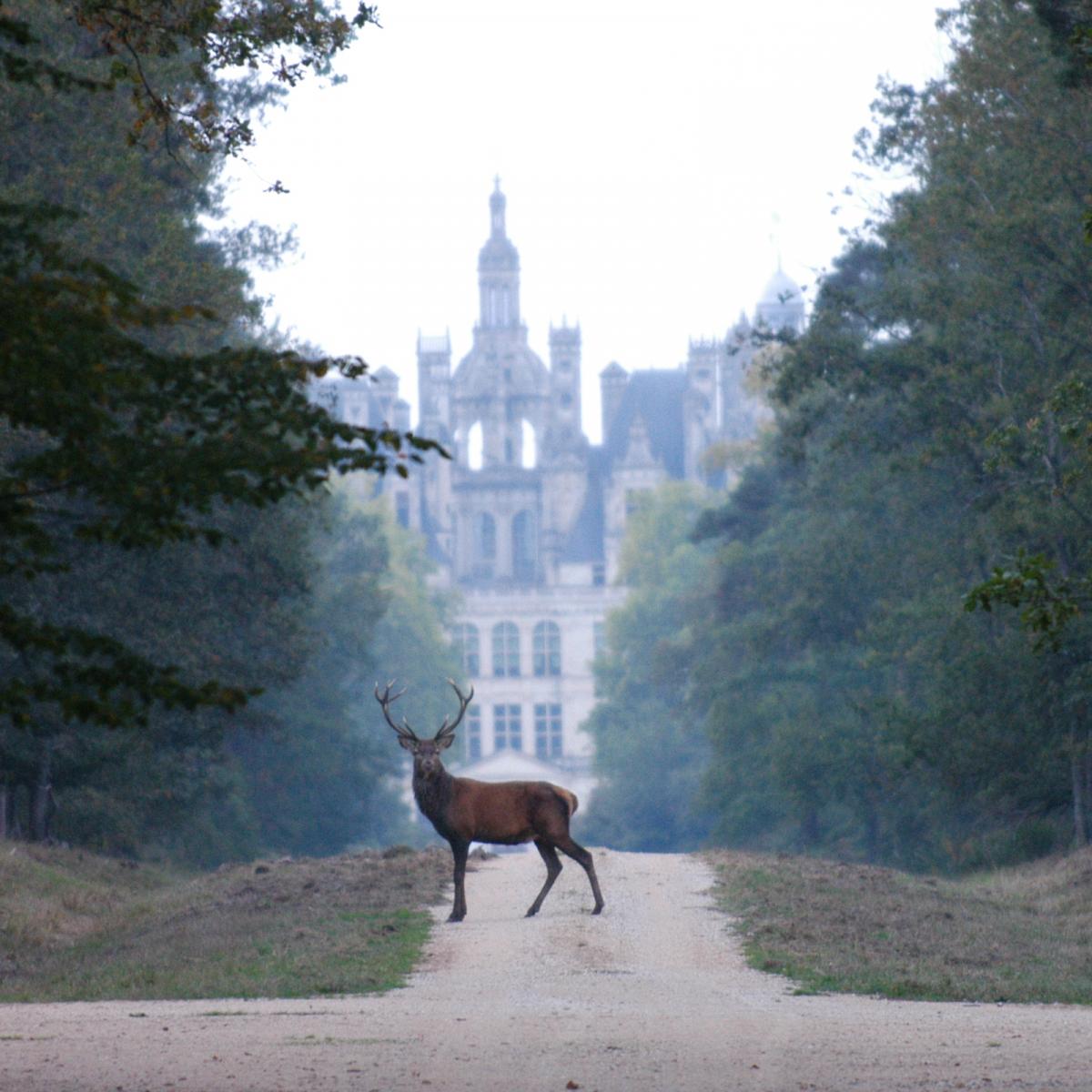 Chambord of a royal dream | Blois Chambord – Loire Valley Tourist Office