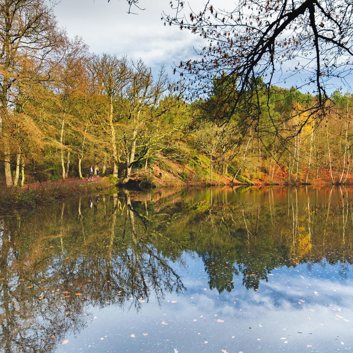 L’Arbre d’Or de la forêt de Brocéliande en Bretagne