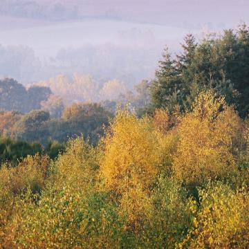 L’Arbre d’Or de la forêt de Brocéliande en Bretagne