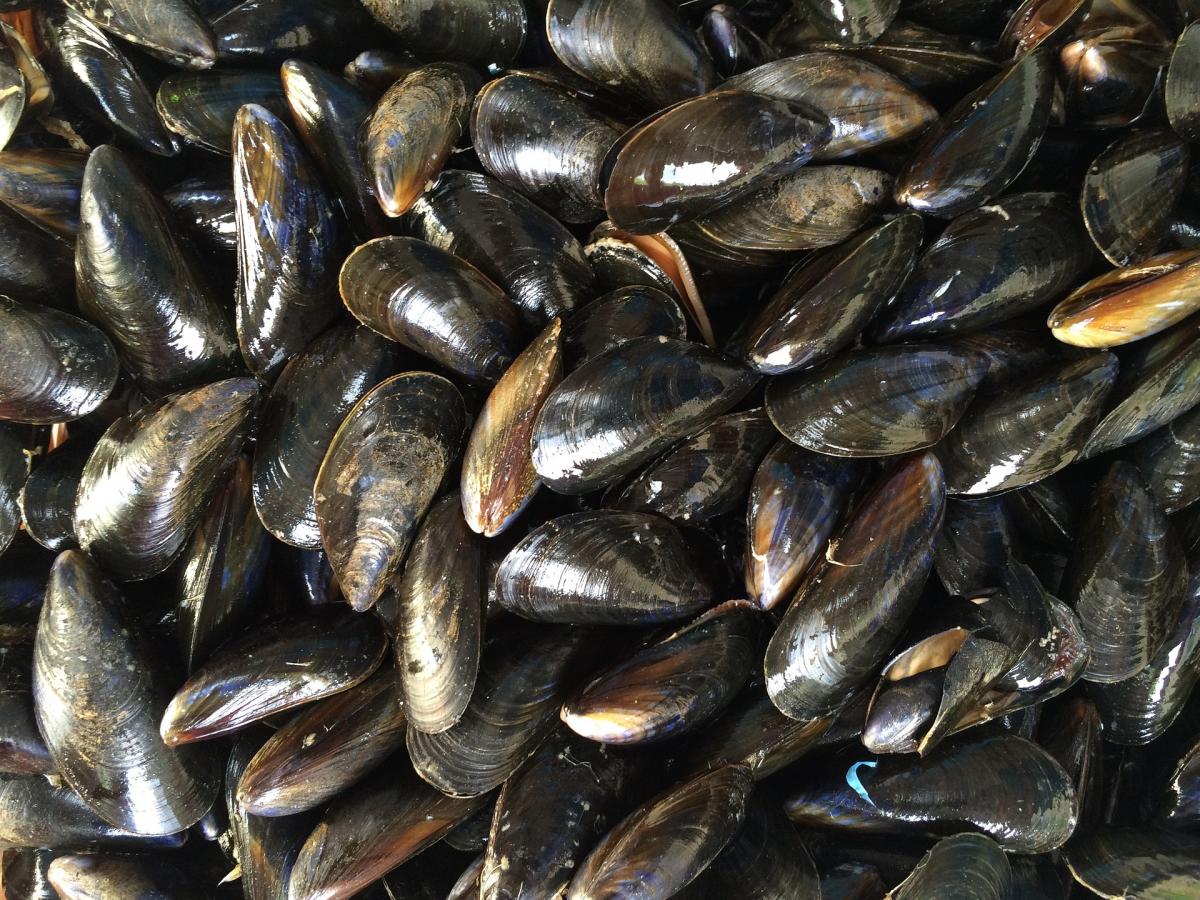 PDO mussels of the Bay of Mont-Saint-Michel in Brittany