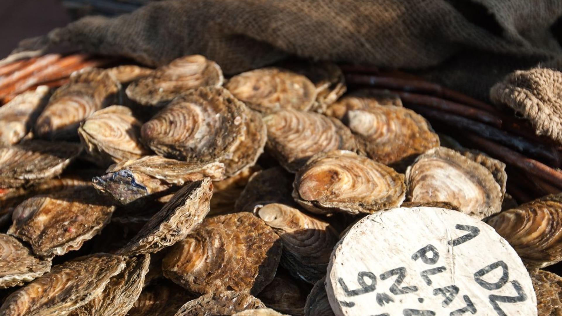 L’Huître de Cancale dans la baie du Mont-Saint-Michel