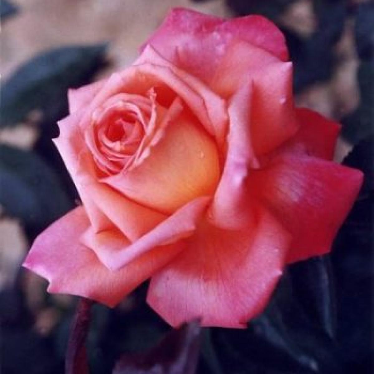 A weekend out of the ordinary in Fougères | Ille & Vilaine Tourism (35 ...