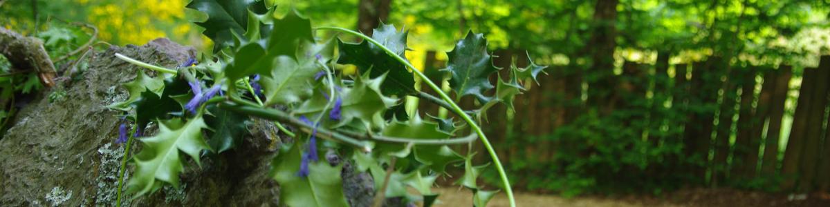 Broceliande Forest – Merlin’s Tomb – Destination Broceliande in Brittany